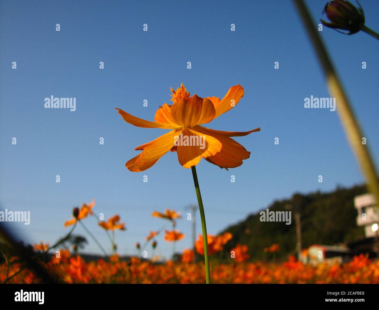 Cosmos bipinnata hort hi-res stock photography and images - Alamy