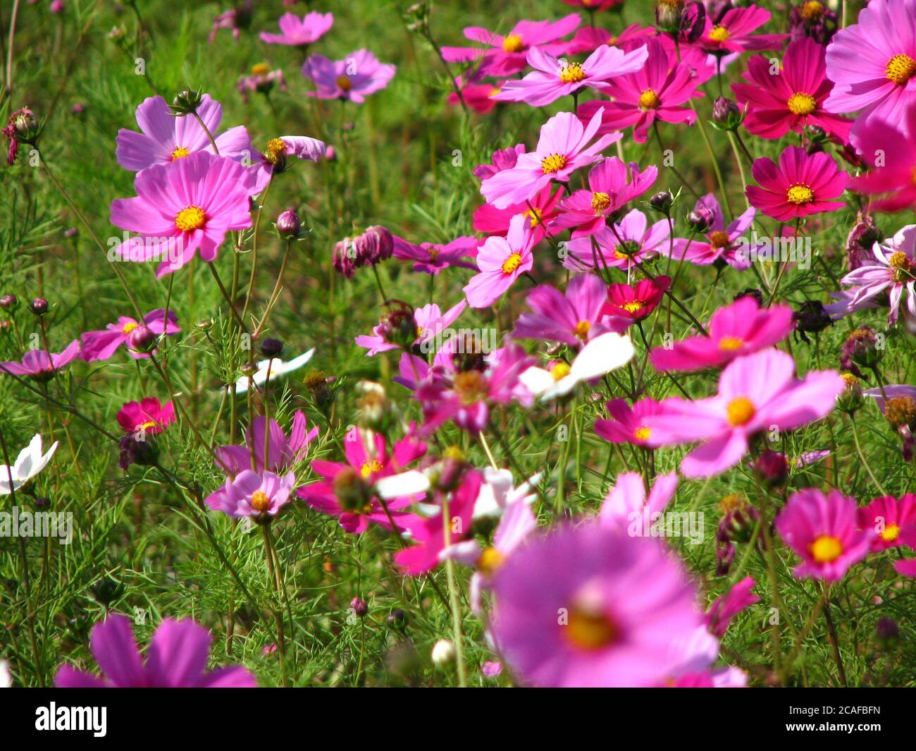 White common cosmos hi-res stock photography and images - Alamy