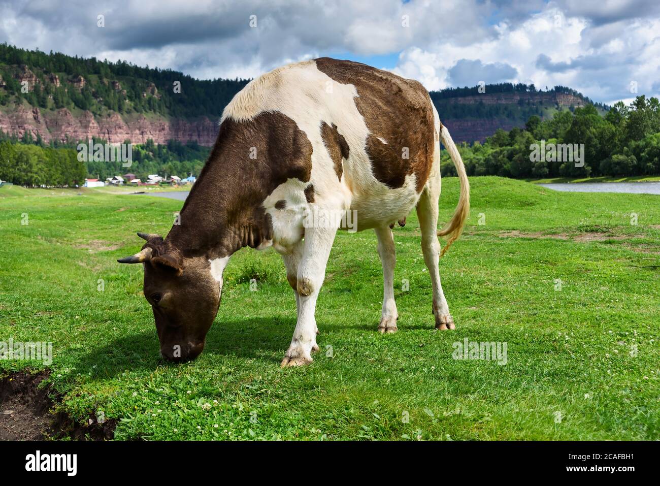 Cow on green grass and blue sky with clouds Stock Photo - Alamy