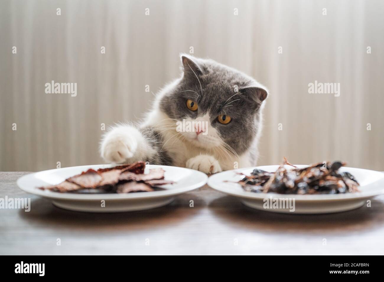 British shorthair cat reaching out to grab food on the table Stock ...
