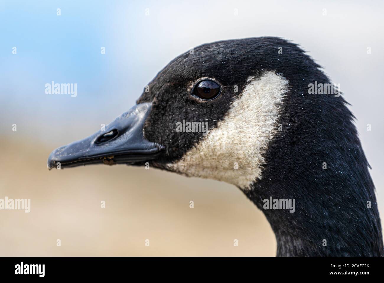 Goose profile hi-res stock photography and images - Alamy