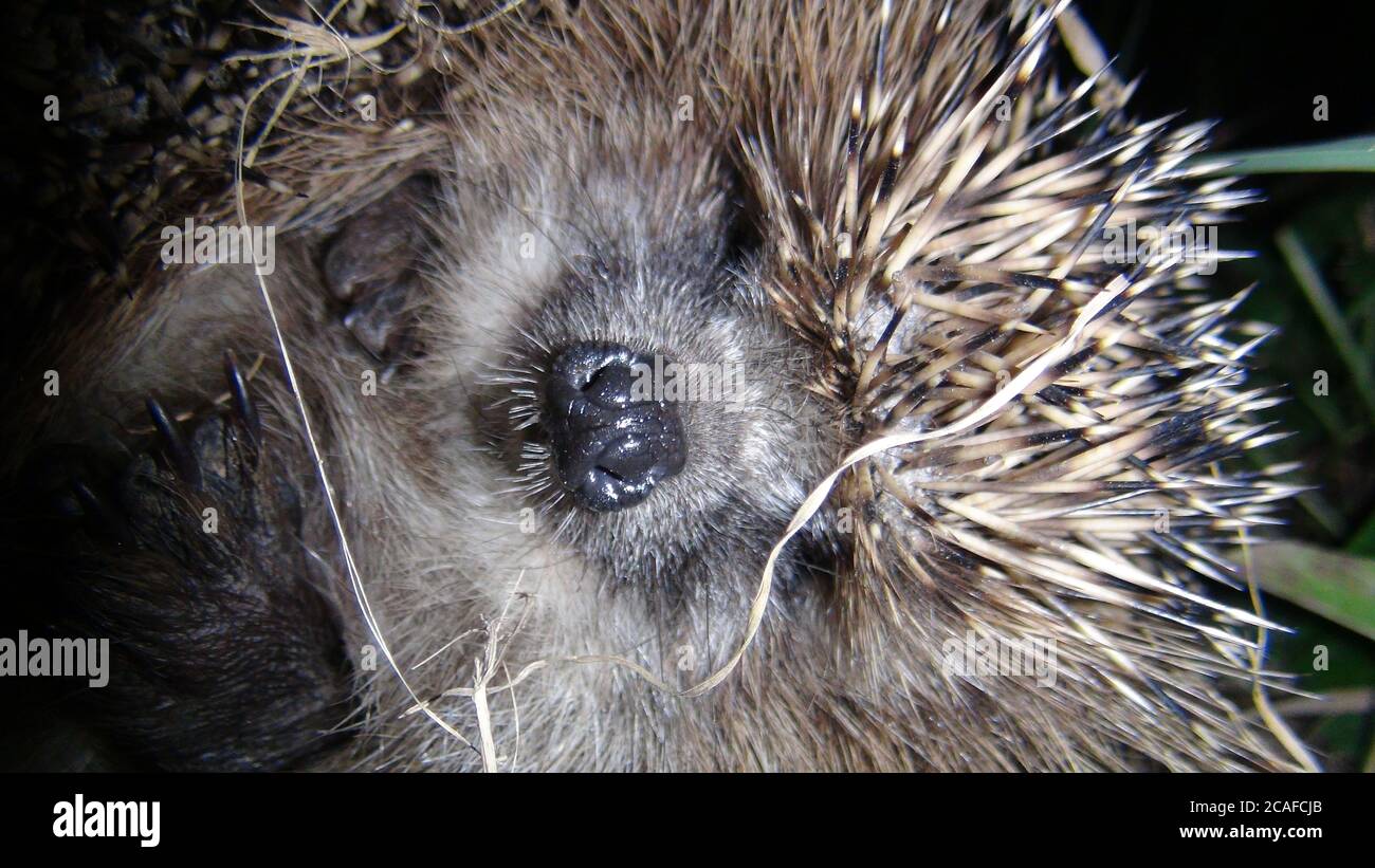 Cute hedgehog face hi-res stock photography and images - Alamy