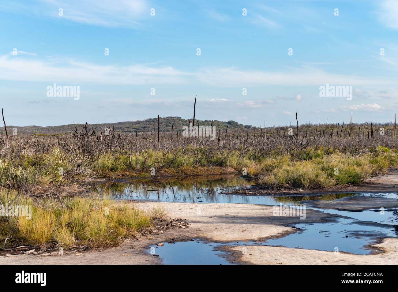 Sydney NSW Australia - July 9th 2020 - Water Puddle and Australian ...