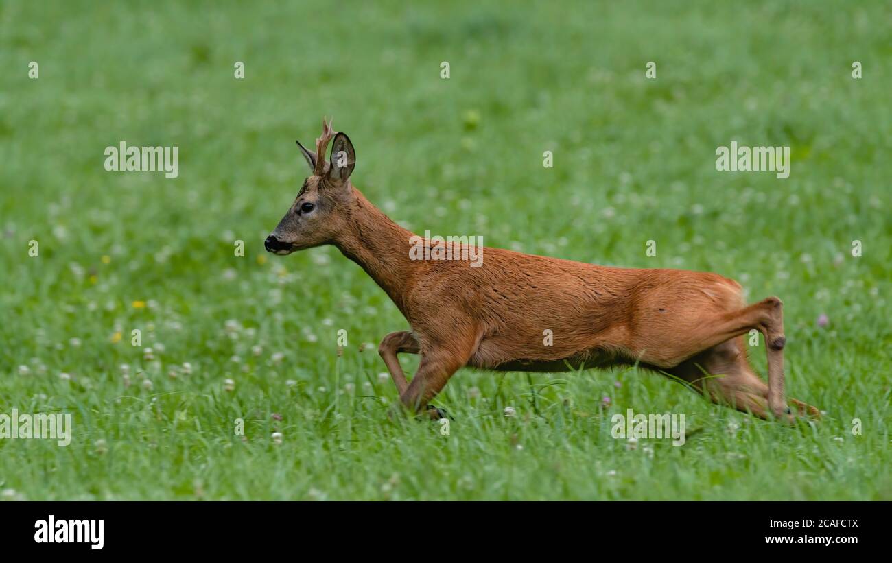 tier, wild lebende tiere, natur, säugetier, wild, gras, kitz, reh, bock ...
