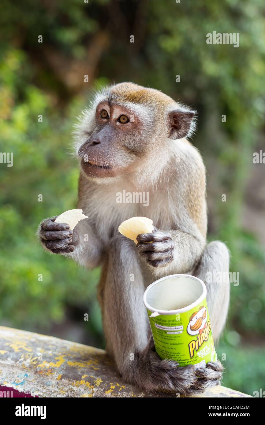 Kuala Lumpur / Malaysia - February 14, 2019: funny monkey eating potato ...