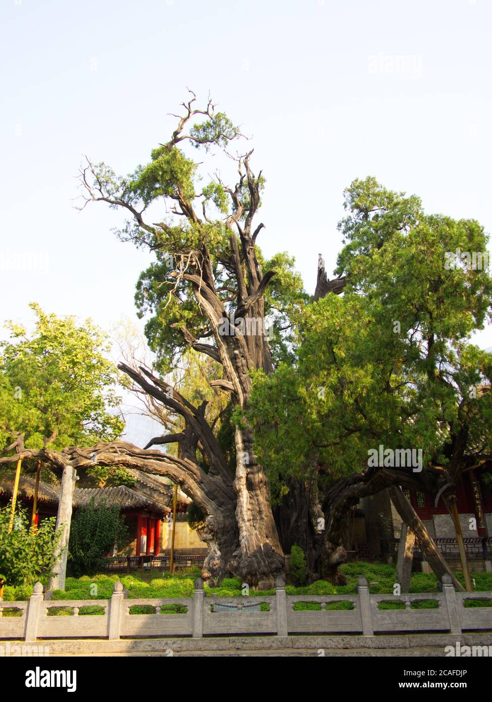 The 4,500 years old General Cypress Tree at Shaolin Temple. Famous Tree ...