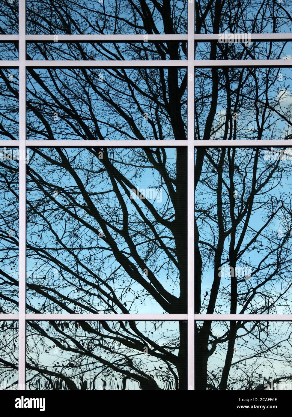 Reflection of tree in window hi-res stock photography and images - Alamy
