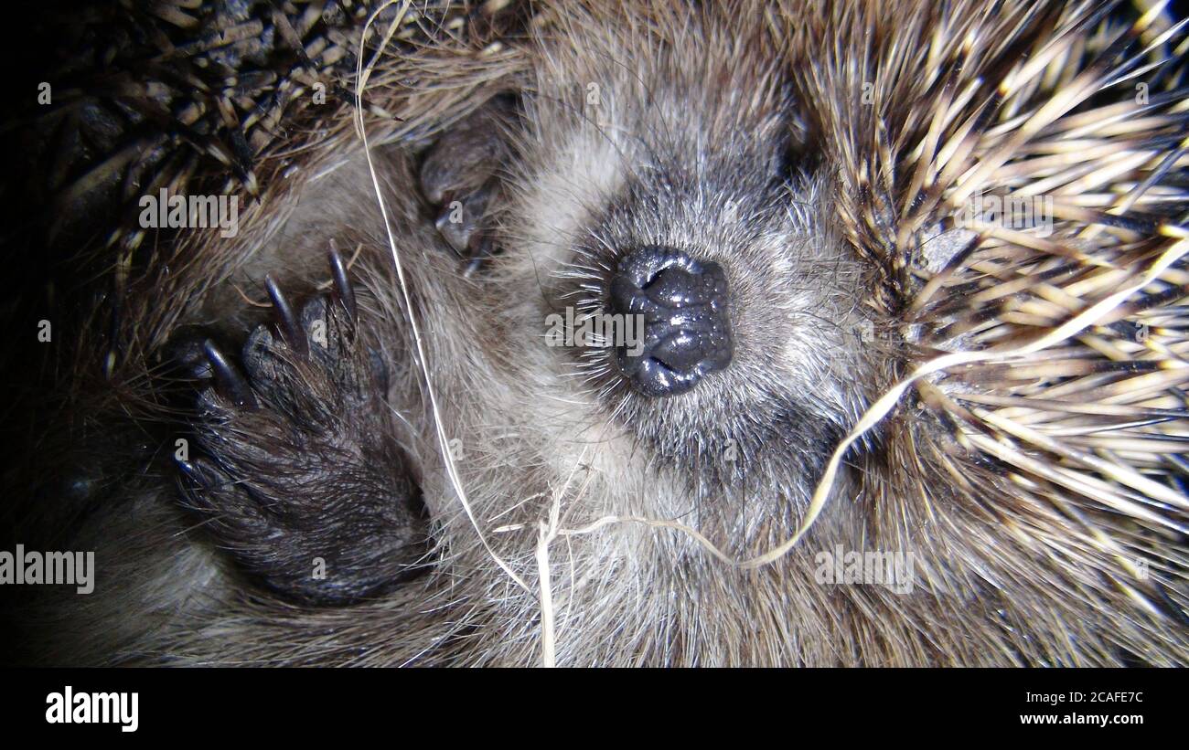 Hedgehog face hi-res stock photography and images - Alamy