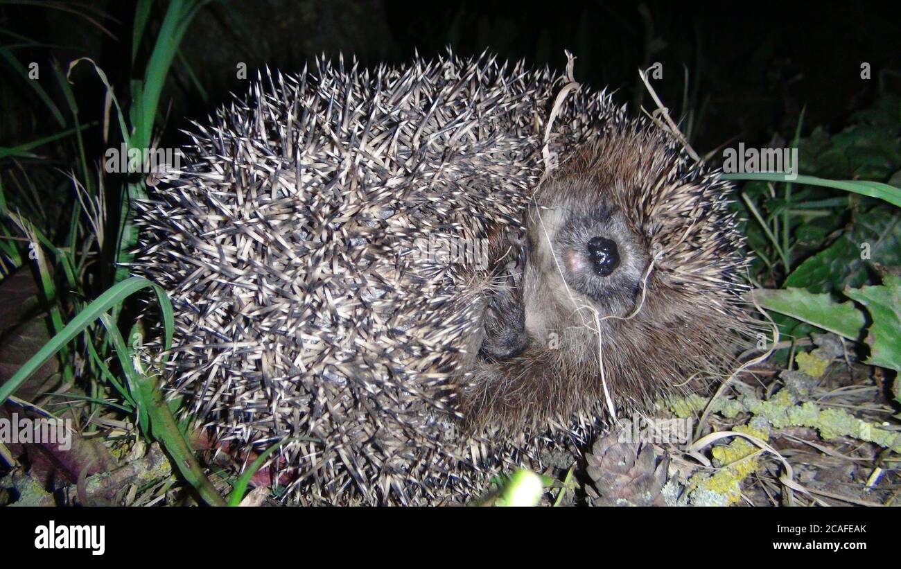 Cute hedgehog face hi-res stock photography and images - Alamy
