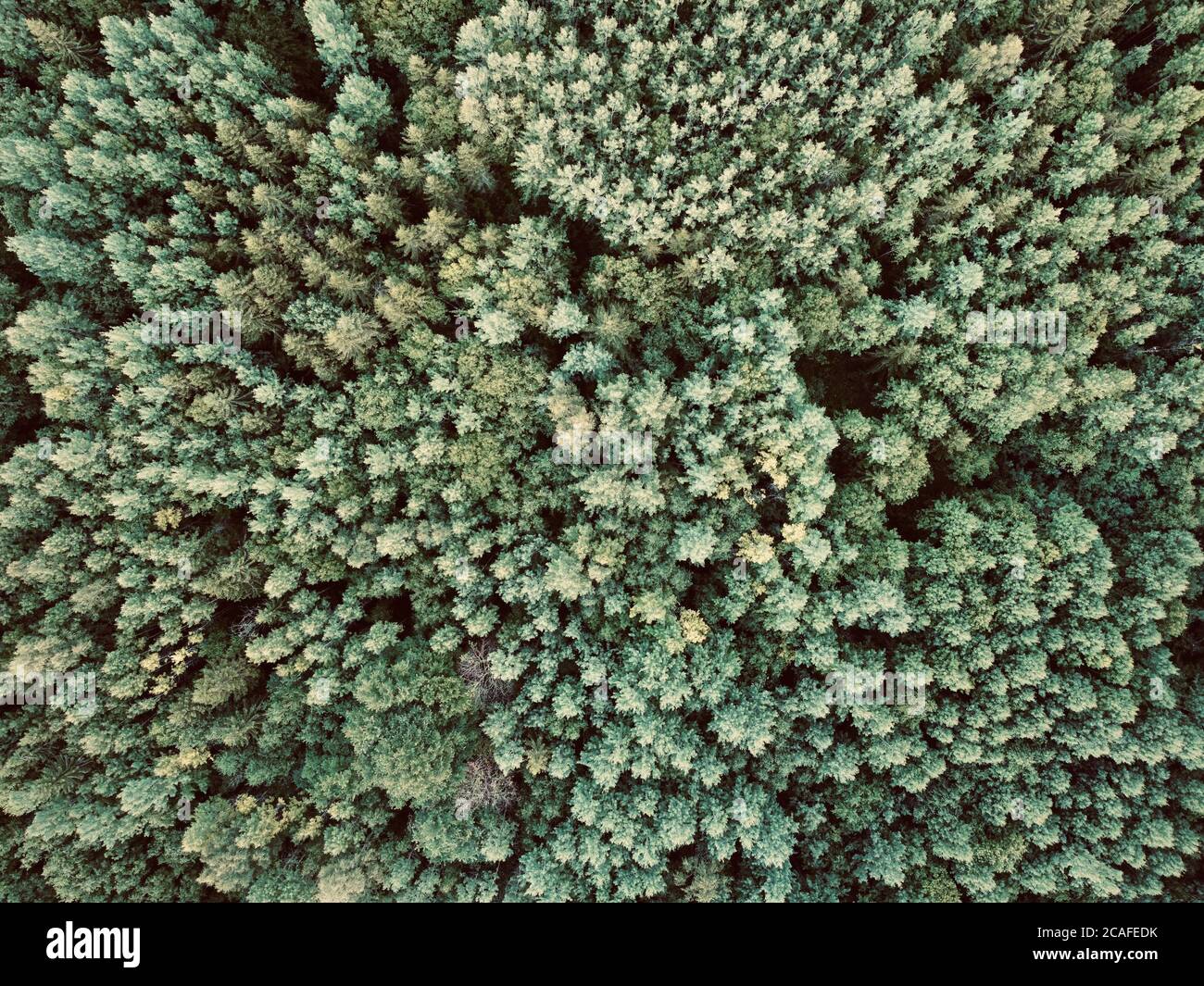 Aerial top view of forest landscape from above, pine trees nature ...