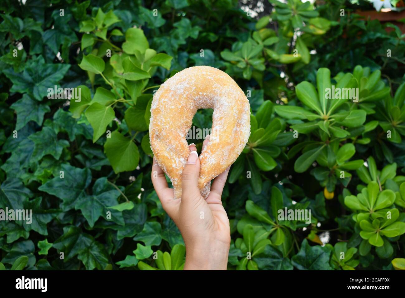 Female holding a delicious donut in her hand in front of bushes Stock ...