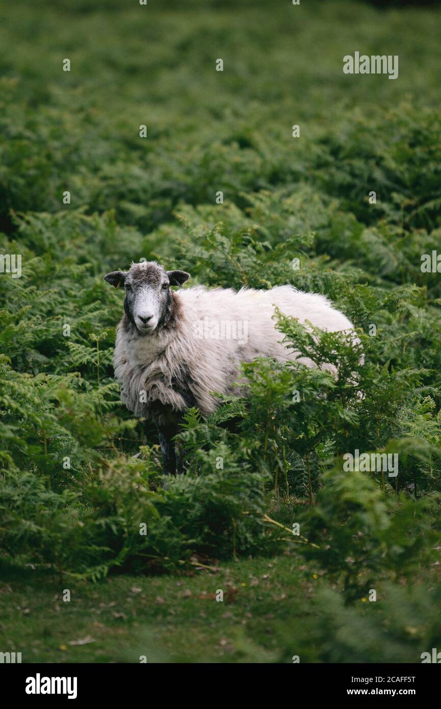Closeup shot young white sheep hi-res stock photography and images - Alamy
