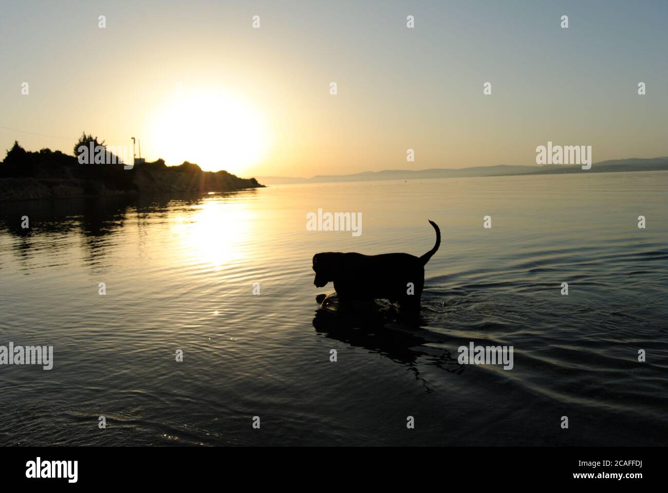 Dog at sea Stock Photo - Alamy