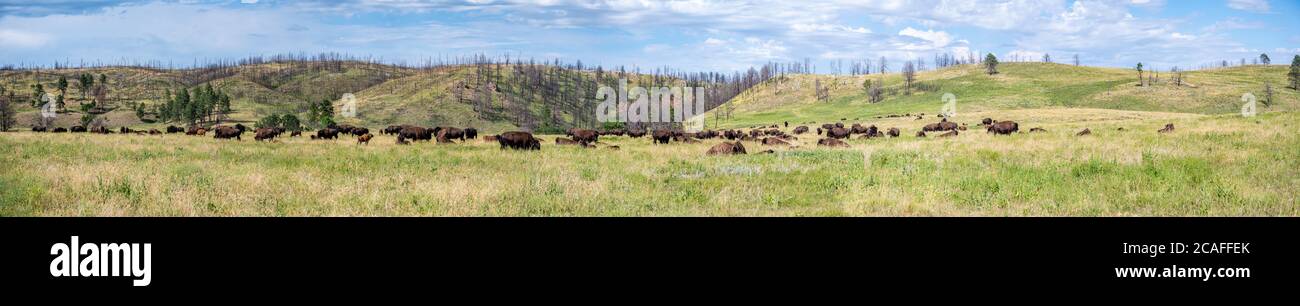 Open range with wandering buffalo across the plains Stock Photo - Alamy