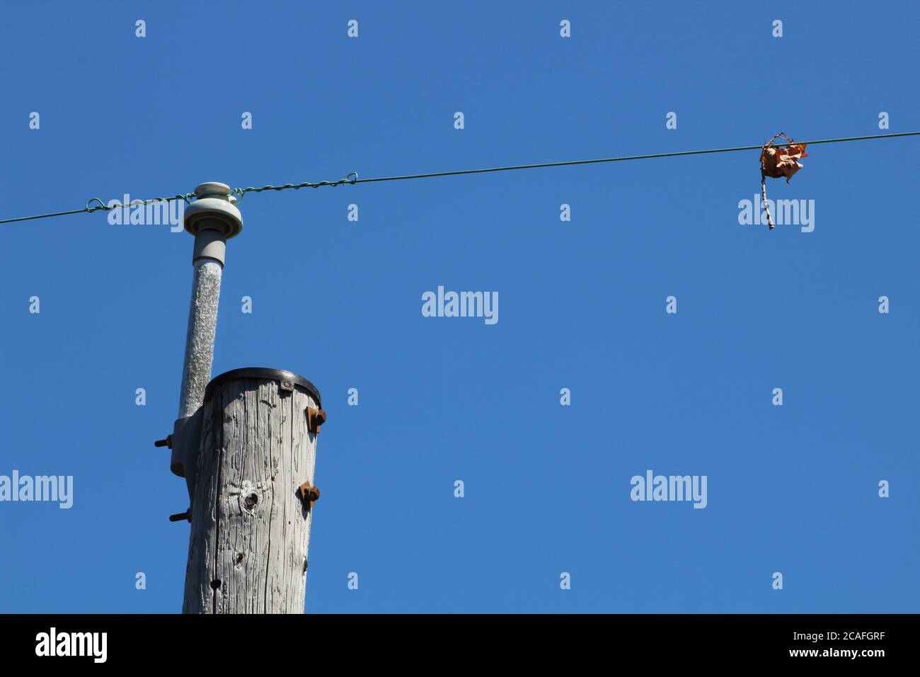 Dry tree branch and leave hanging from a wire in an electric pole ...