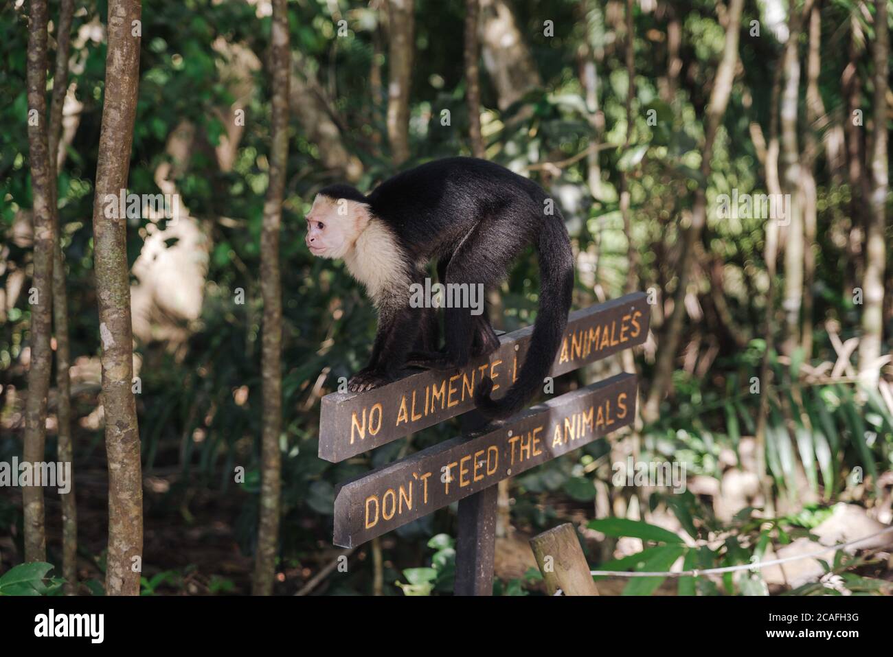 Panamanian White-faced Capuchin standing on a warning sign in park ...