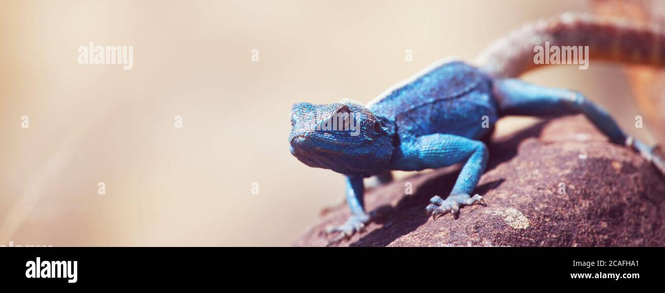 Blue lizard in Namib desert Stock Photo - Alamy