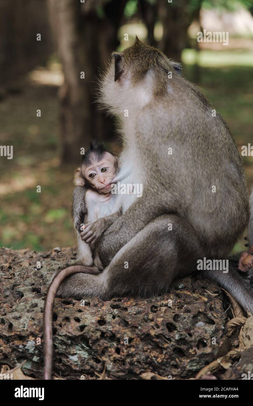 Vertical shot of an adorable baby monkey in mother's arms Stock Photo ...