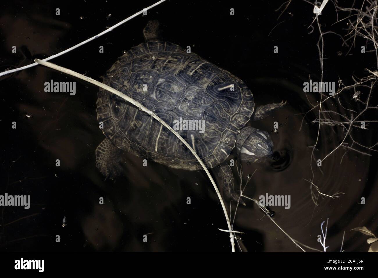 Black pond turtle hi-res stock photography and images - Alamy