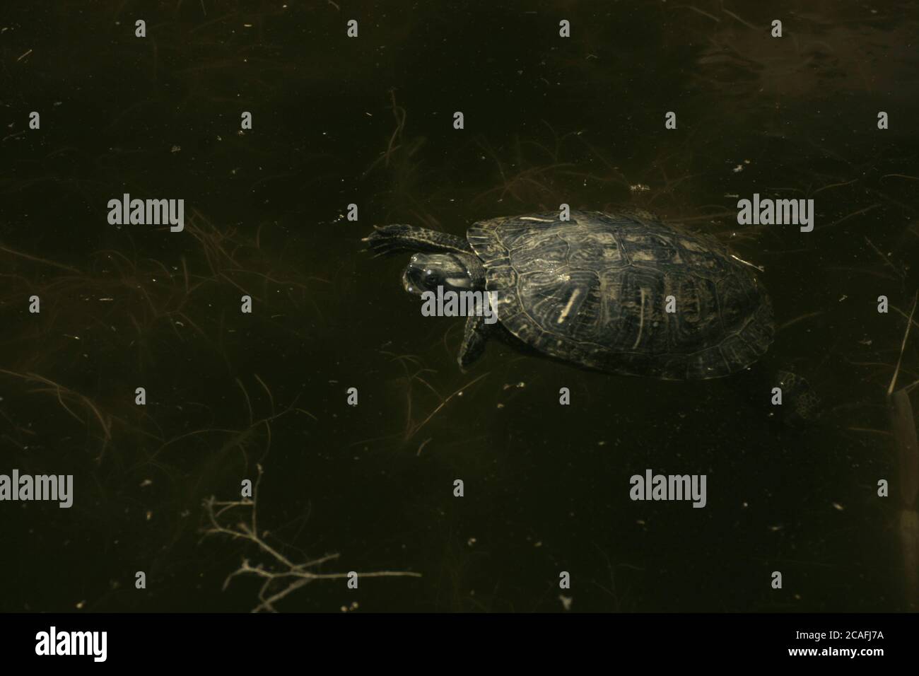 Black pond turtle hi-res stock photography and images - Alamy