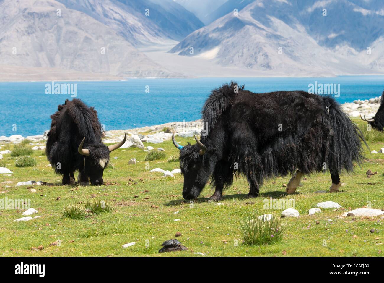 Ladakh, India - Yak at Pangong Lake in Ladakh, Jammu and Kashmir, India ...