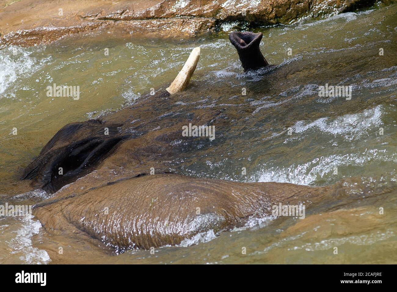 Magdeburg, Germany. 06th Aug, 2020. An African elephant cools down in a ...