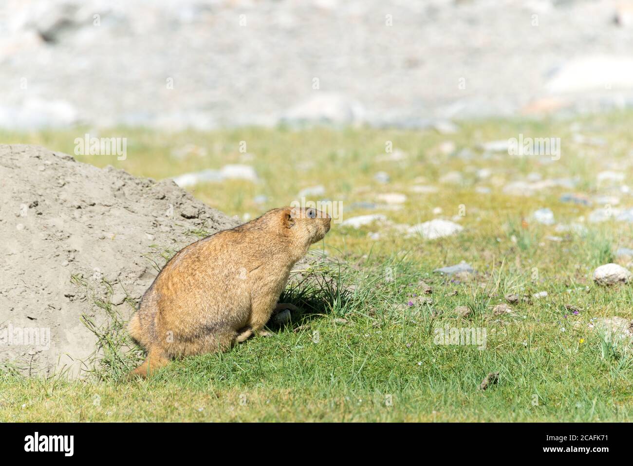 Ladakh, India - Himalayan Marmot at Pangong Lake in Ladakh, Jammu and ...
