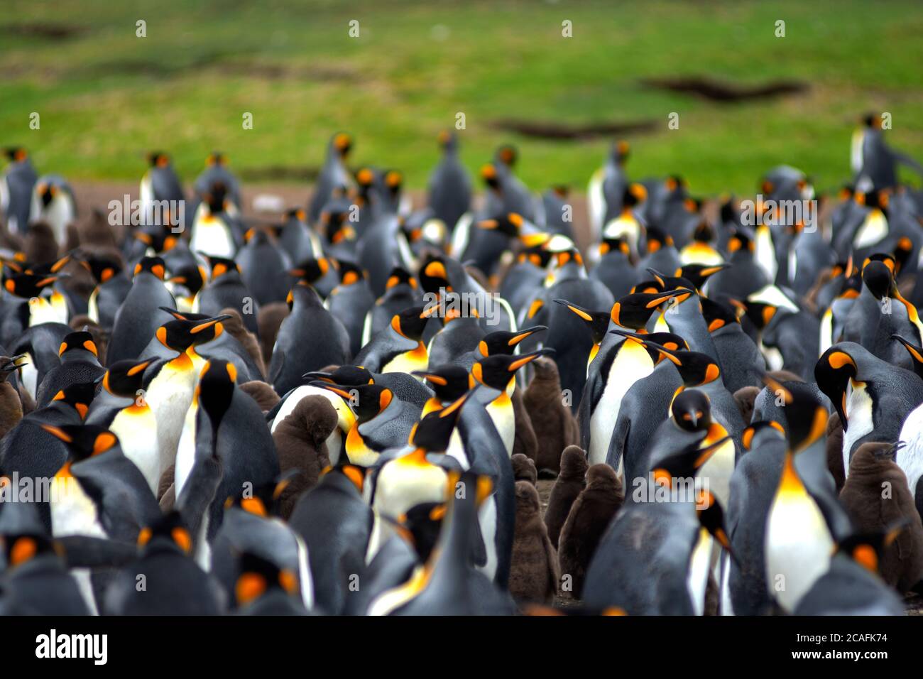 King penguin life in natural habitat and colony Stock Photo - Alamy