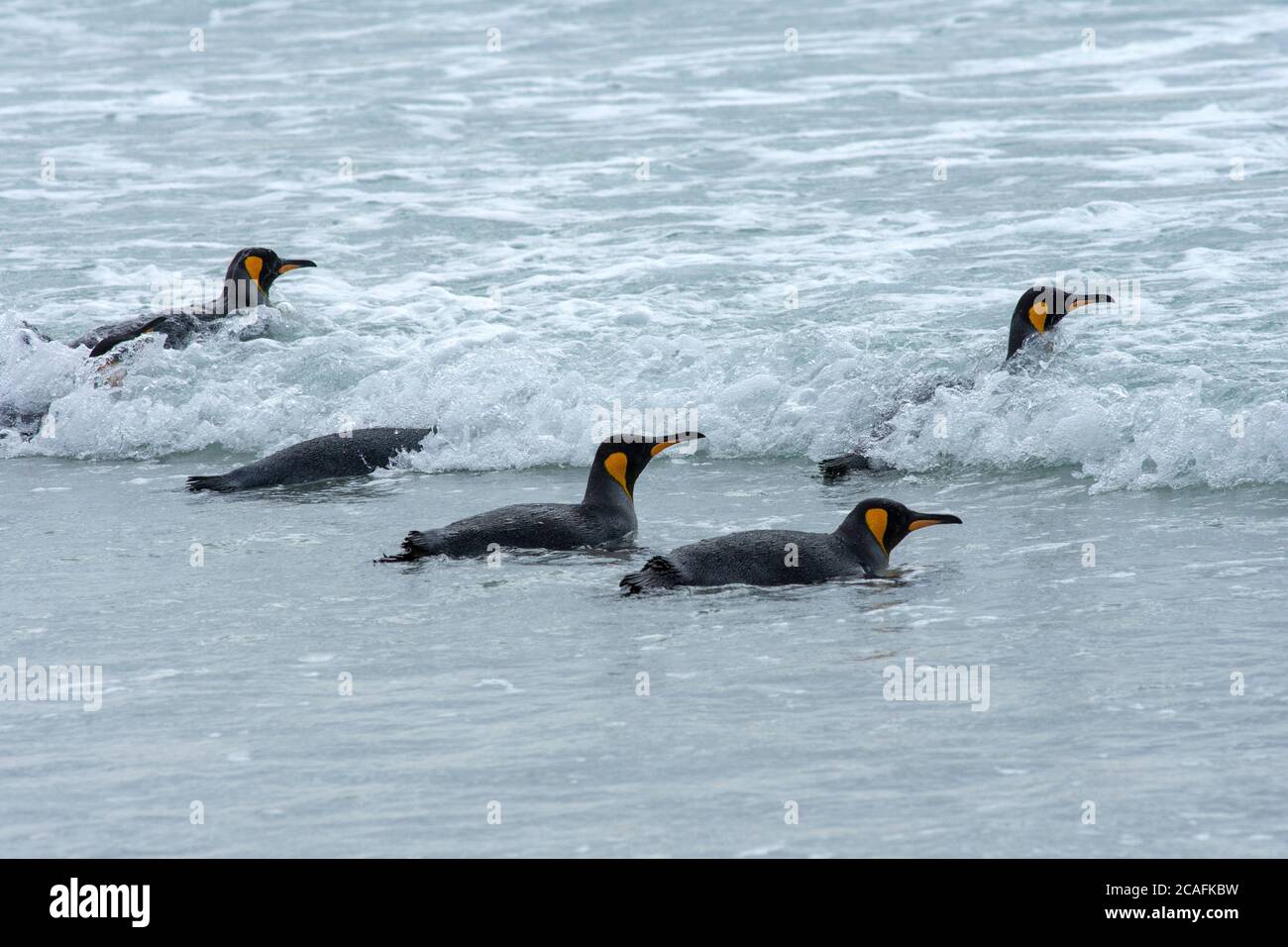 King penguin life in natural habitat and colony Stock Photo - Alamy
