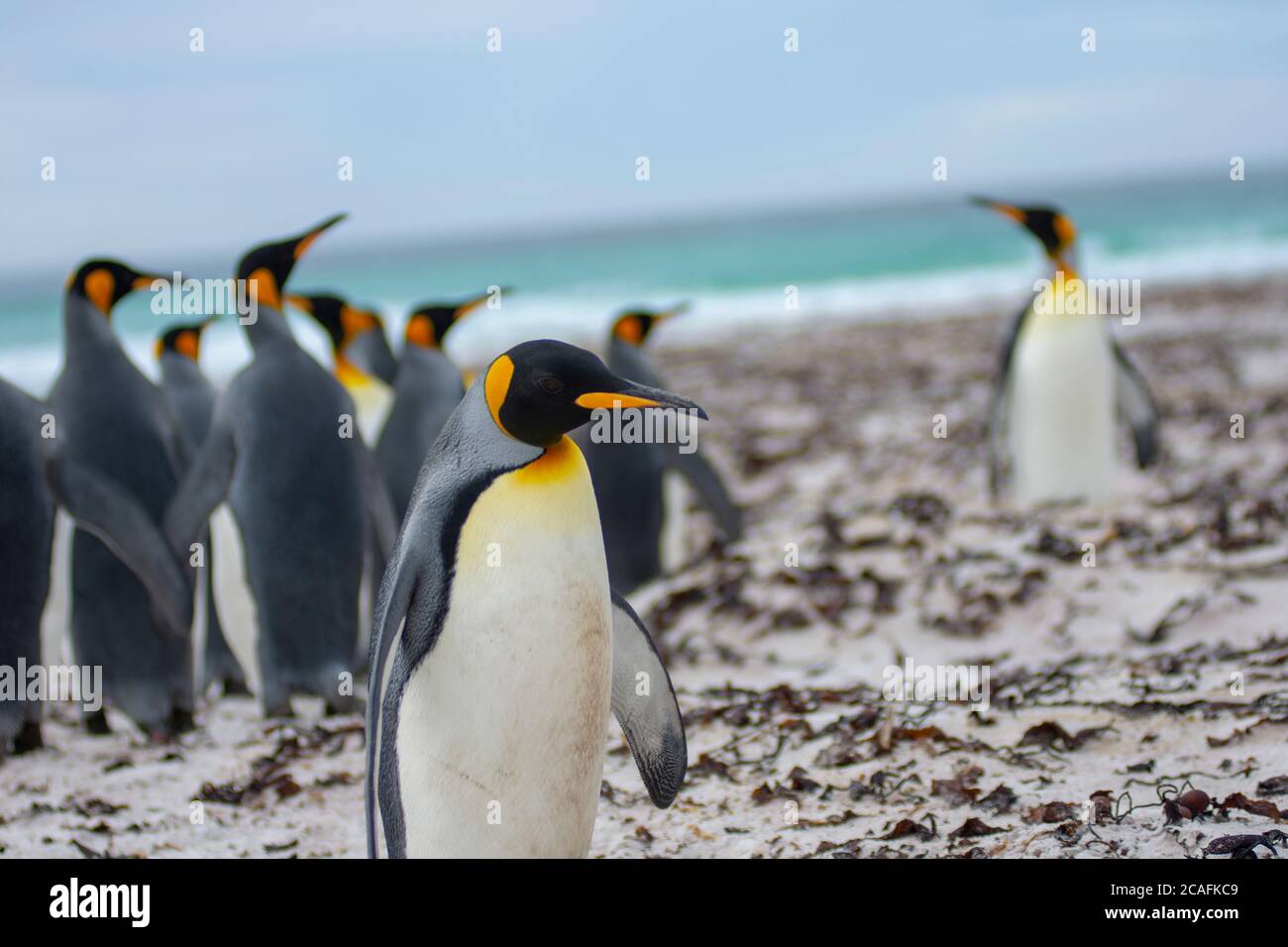 King penguin life in natural habitat and colony Stock Photo - Alamy