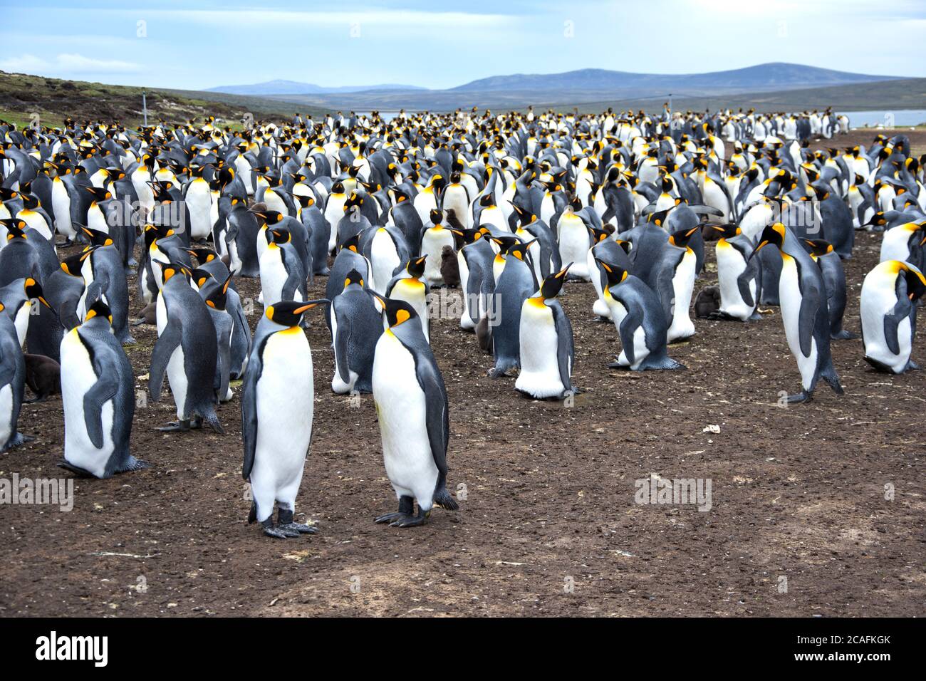 King penguin life in natural habitat and colony Stock Photo - Alamy