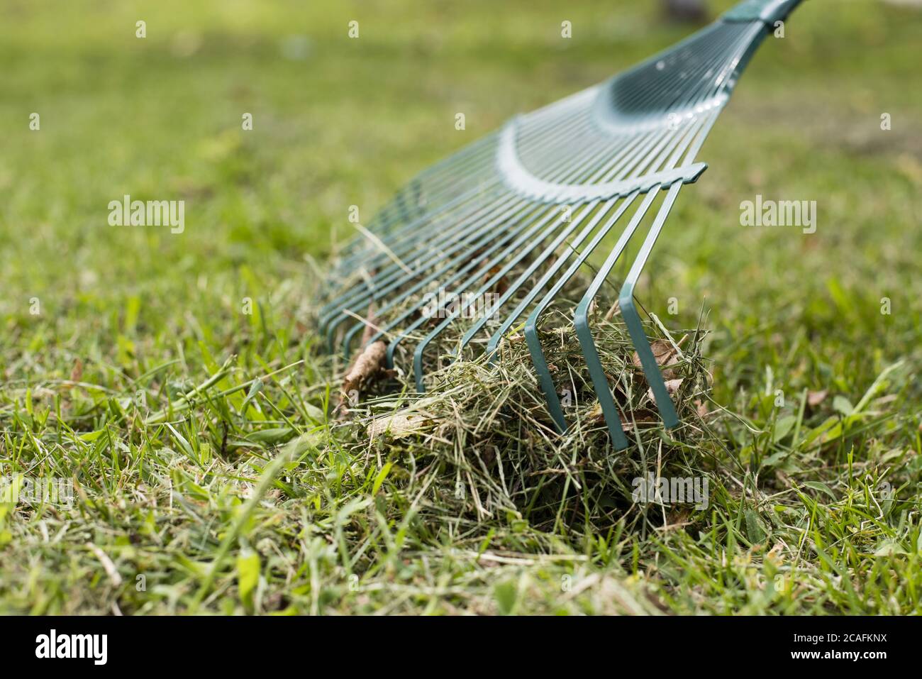 Metallic rake raking the dry grass and the fallen dry leaves Stock ...