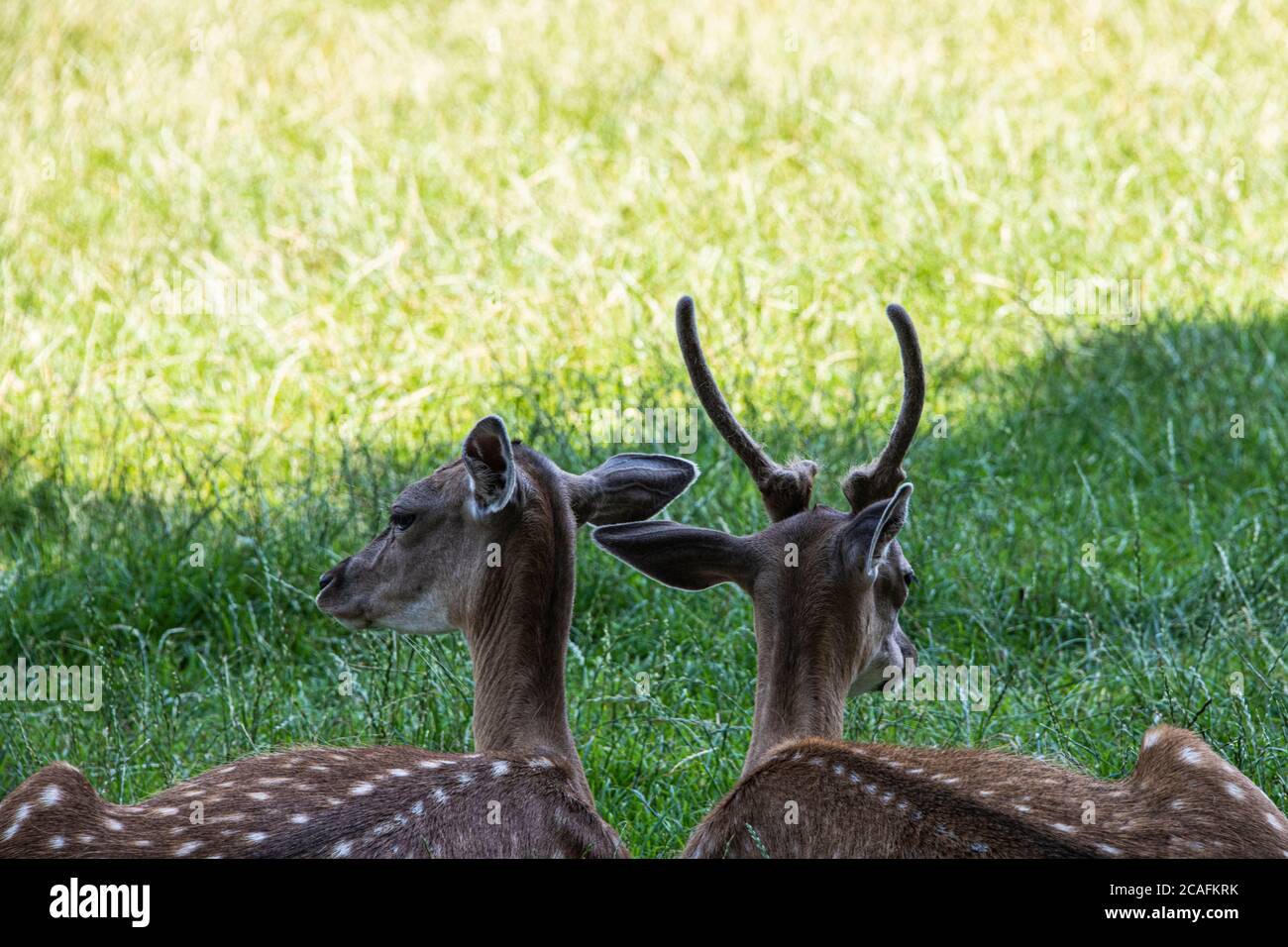 rear view of a male and a female deer sitting on a field Stock Photo ...