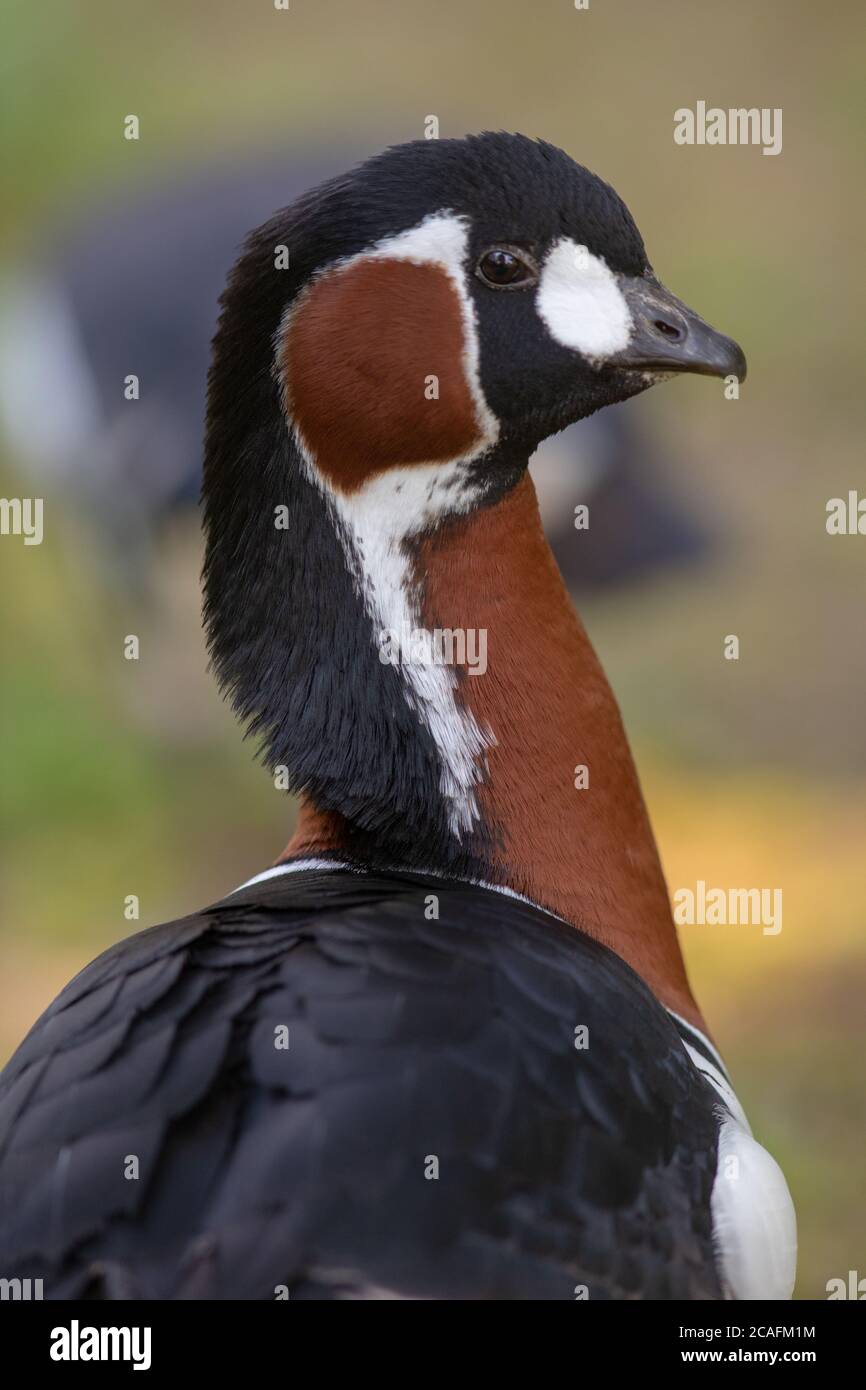 Red-breasted Goose (Branta ruficollis). Head neck shoulders and wings ...