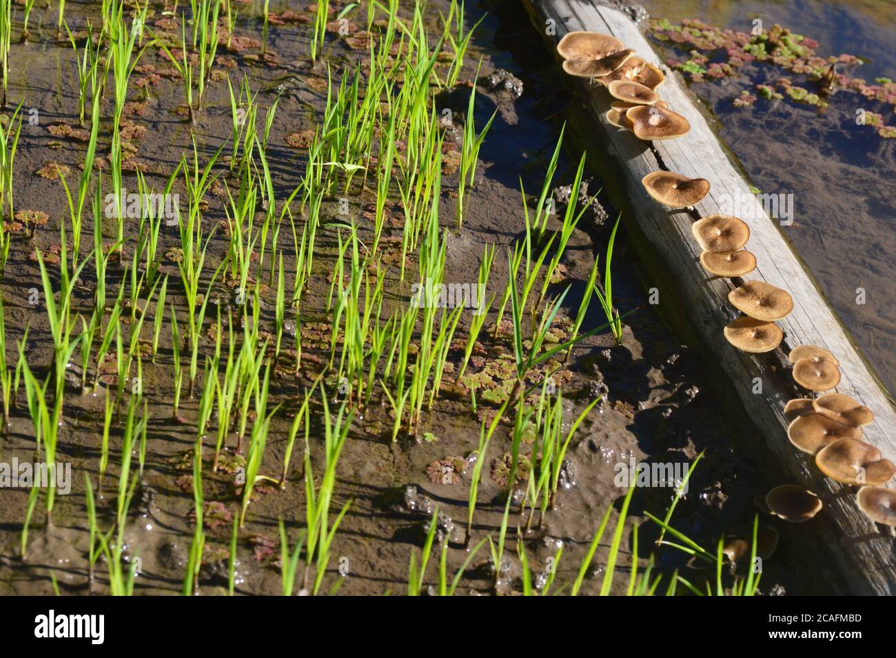 Philippines rice plant Stock Photo - Alamy