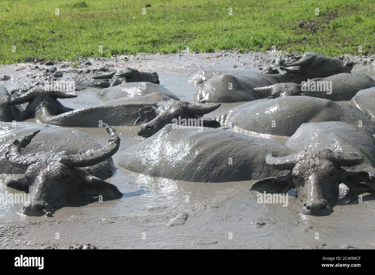 Water Buffalo or Carabaos in the Philippines on their favorite muddy ...