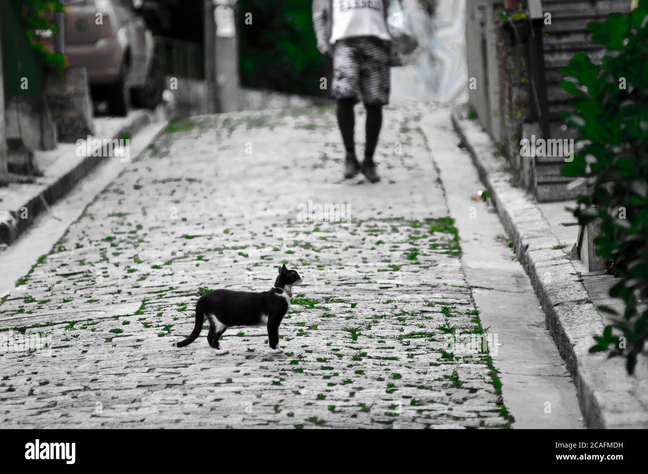 Stray cats on the streets of Brazil Stock Photo - Alamy