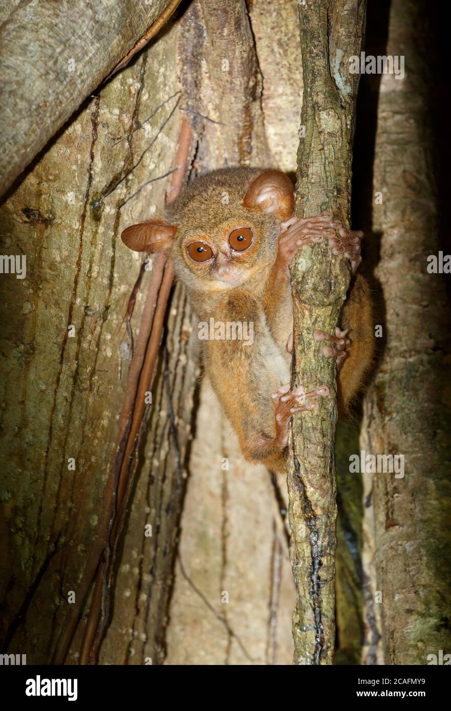 very rare and endemic Spectral Tarsier, Tarsius spectrum,Tangkoko ...