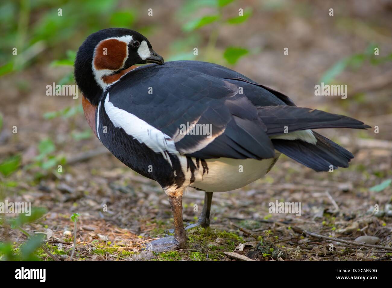 Red-breasted Goose (Branta ruficollis). Female. Showing enlarged ...