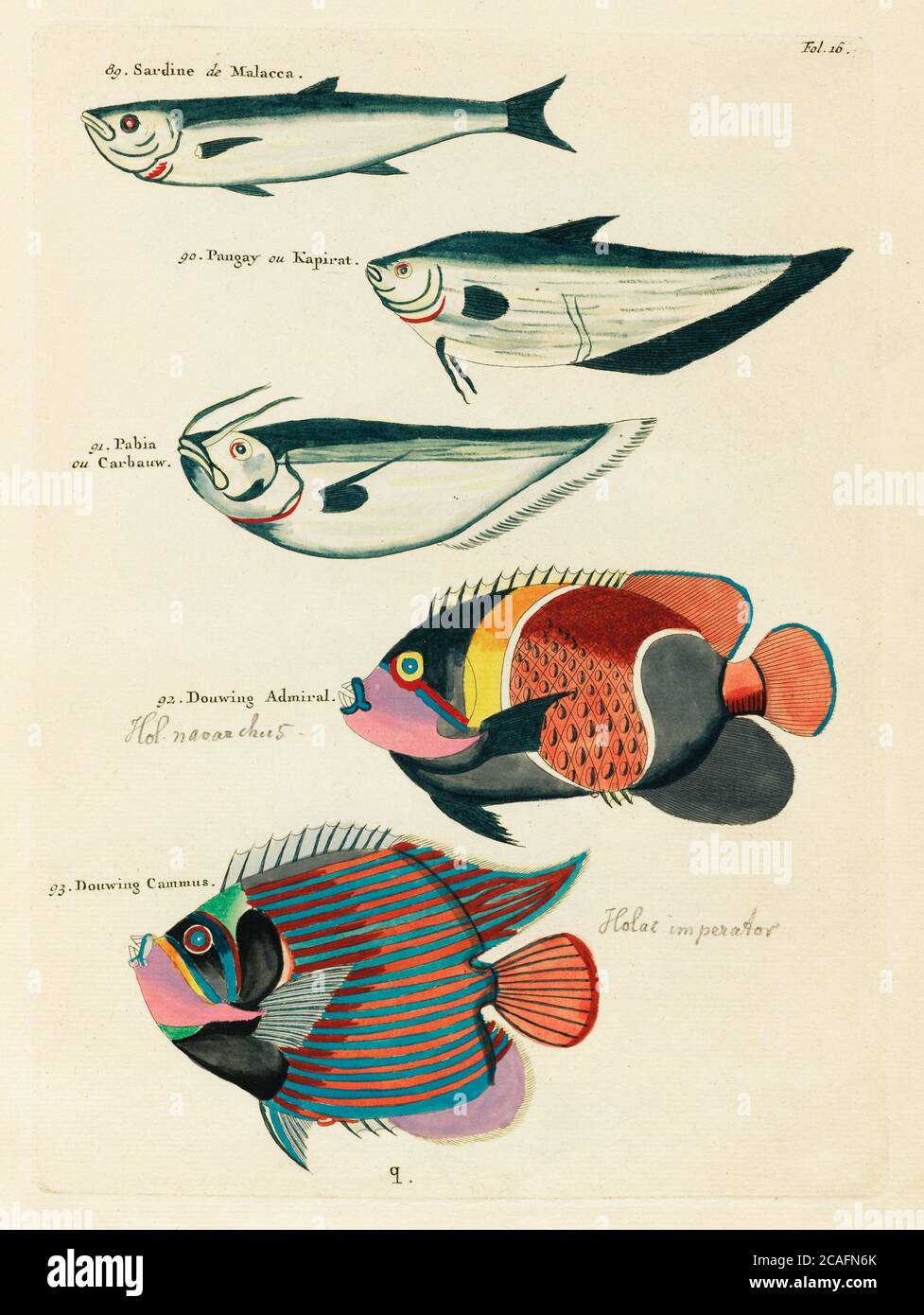 Louis Renard Fish High Resolution Stock Photography and Images - Alamy