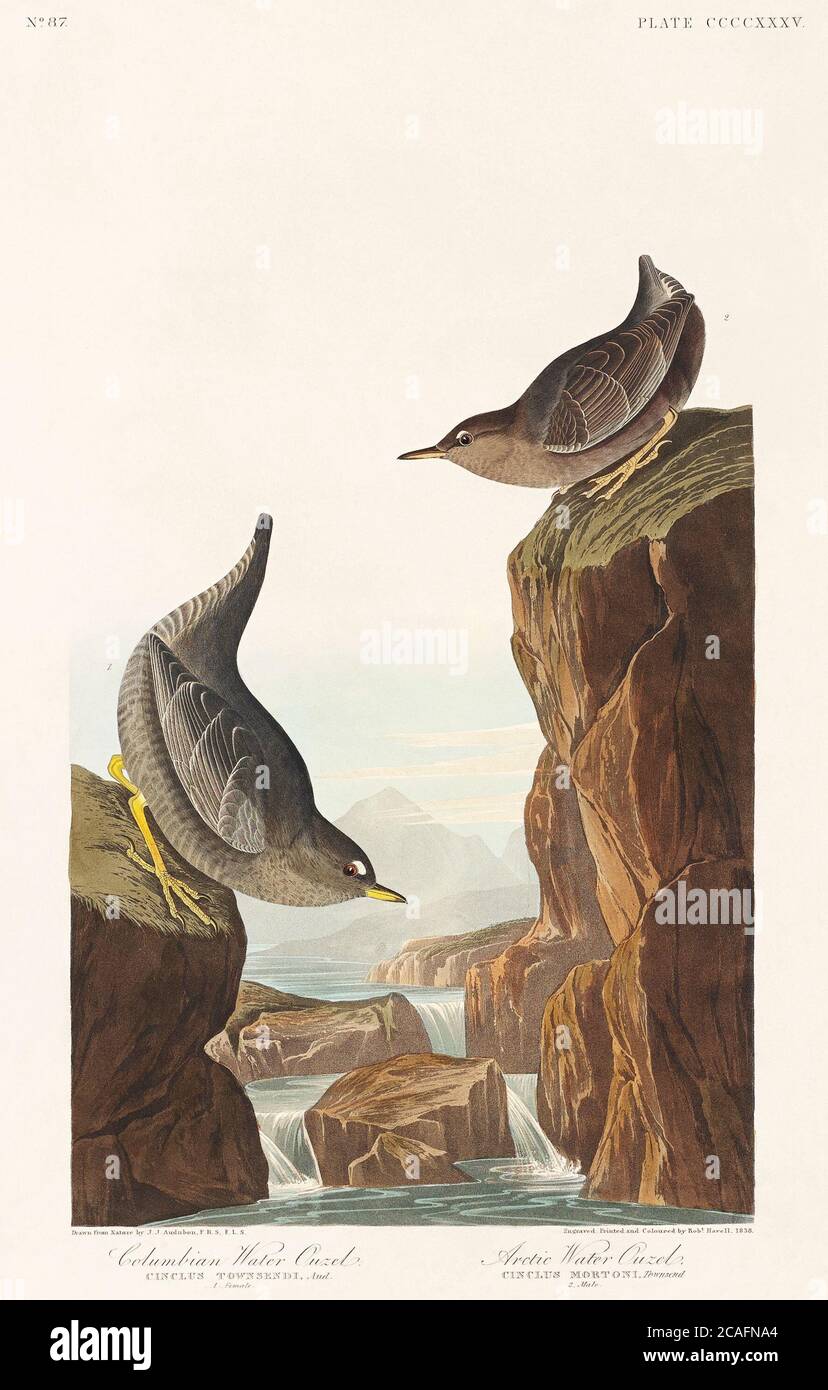 Water Ouzel High Resolution Stock Photography and Images - Alamy