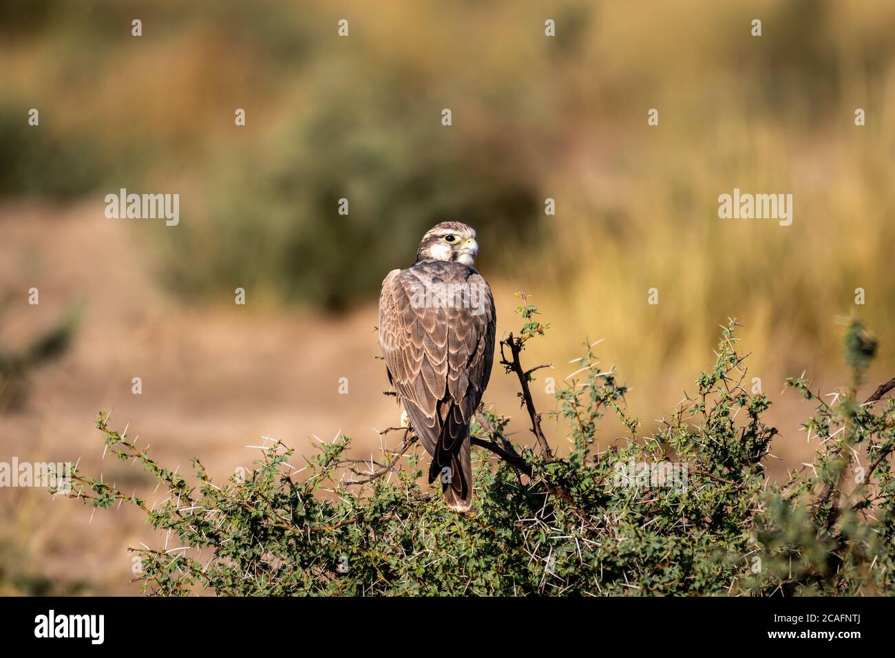 Laggar falcon or Falco jugger portrait sitting on eye level perch at ...