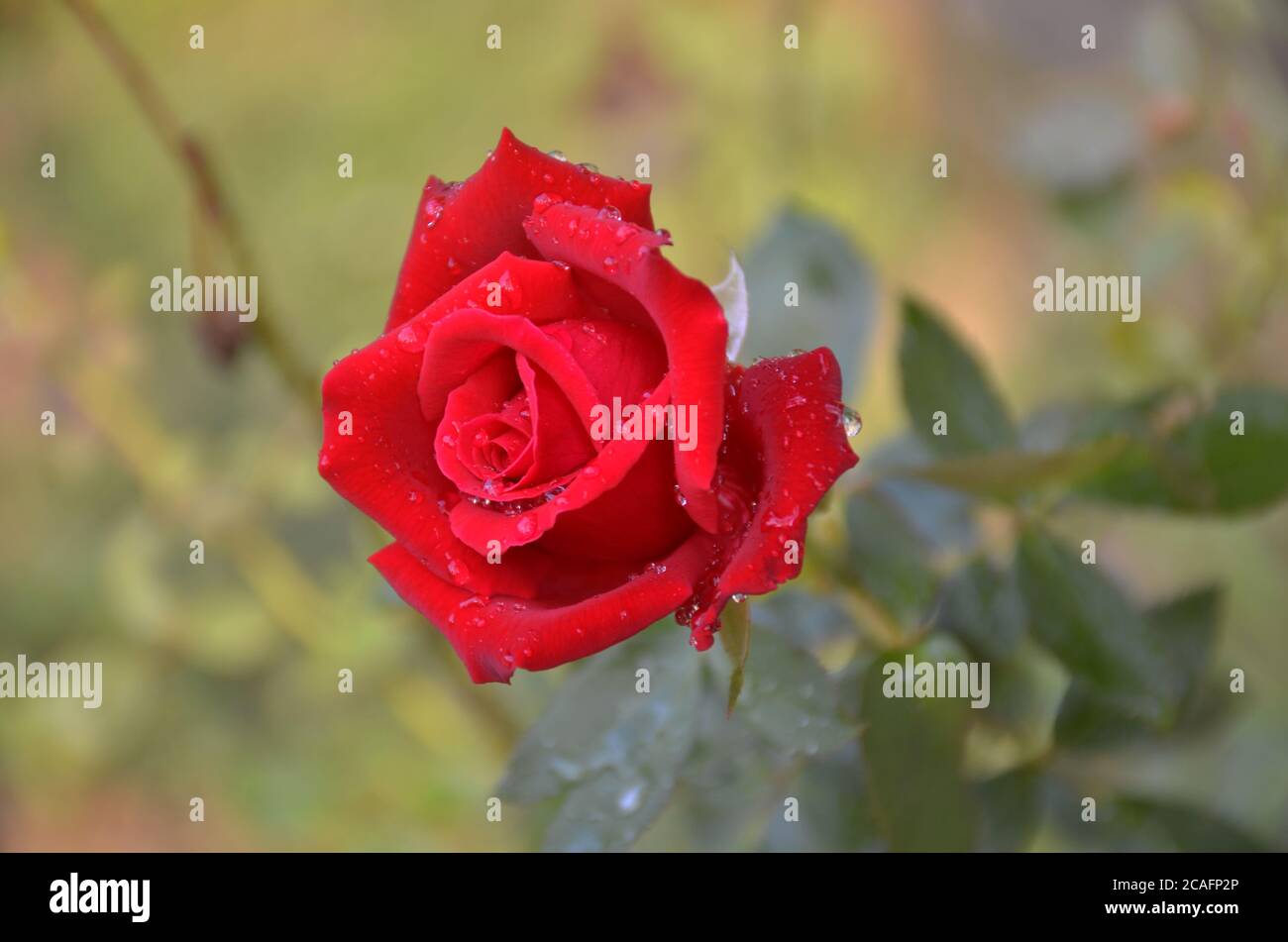 A beautiful red rose with dewdrop Stock Photo - Alamy