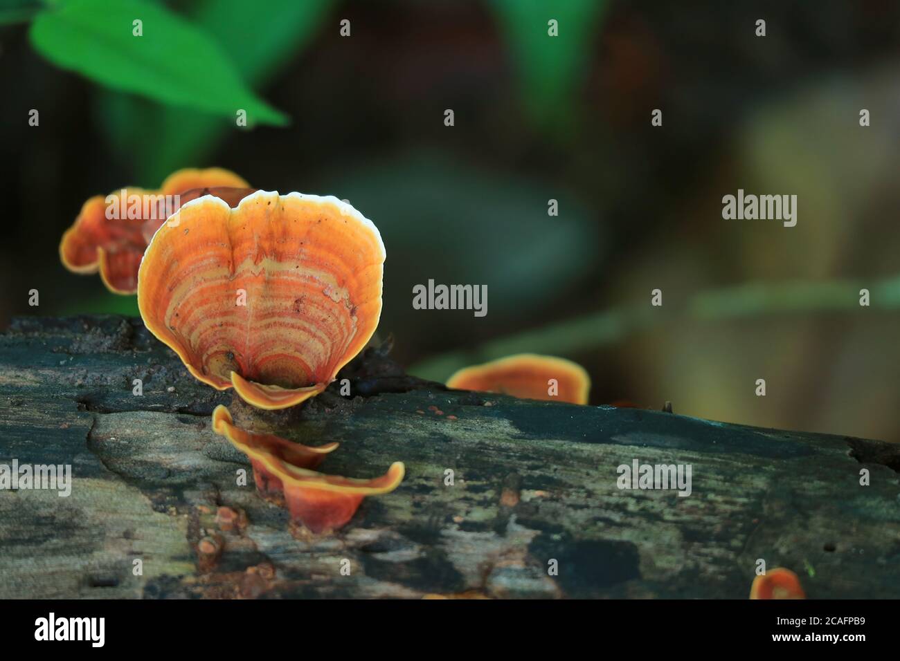 Orange Pycnoporus Cinnabarinus Wild Mushrooms Growing on the Dead ...