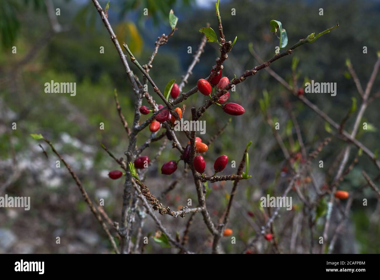 Coca seed hi-res stock photography and images - Alamy