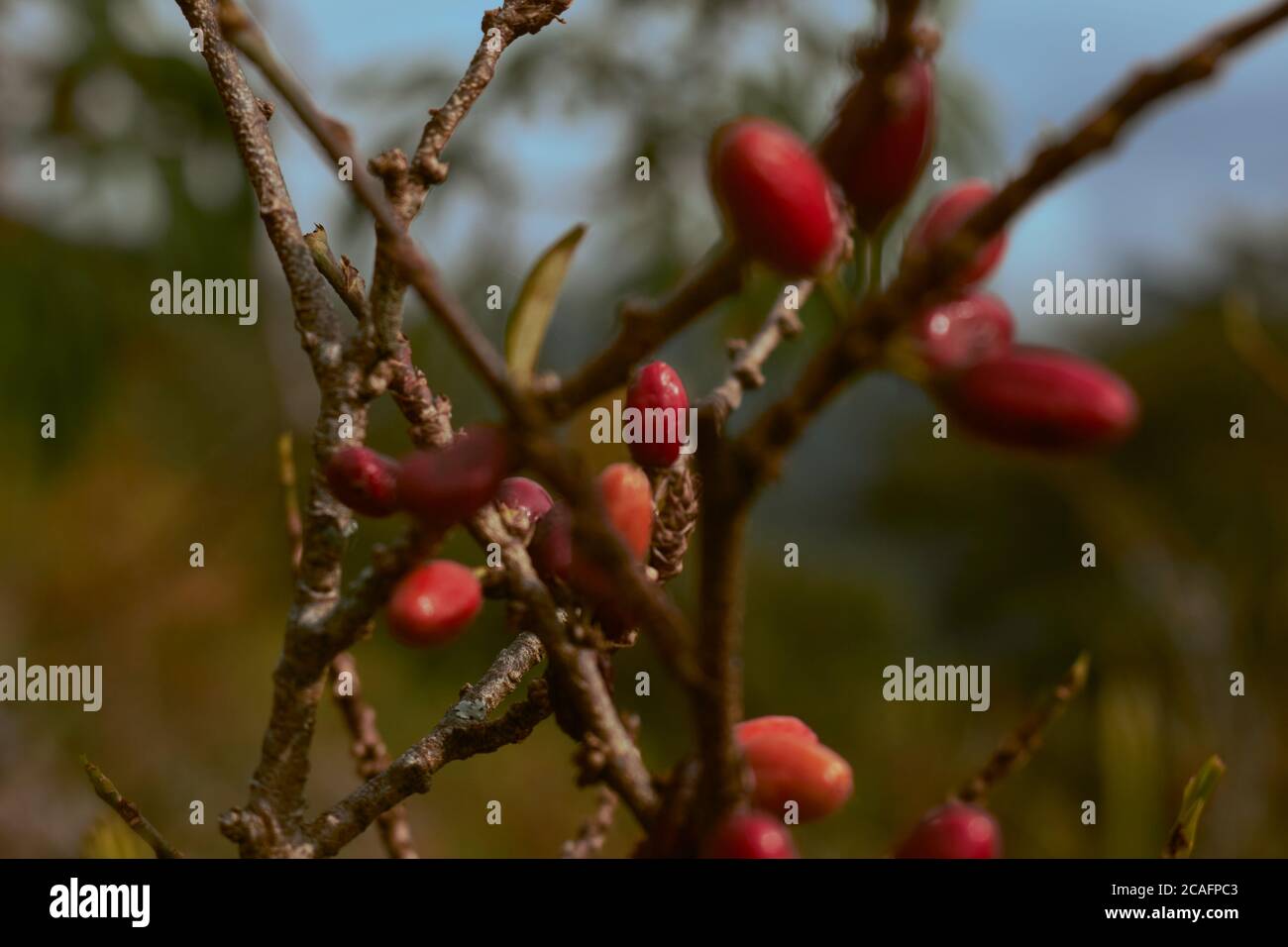 Coca seed hi-res stock photography and images - Alamy