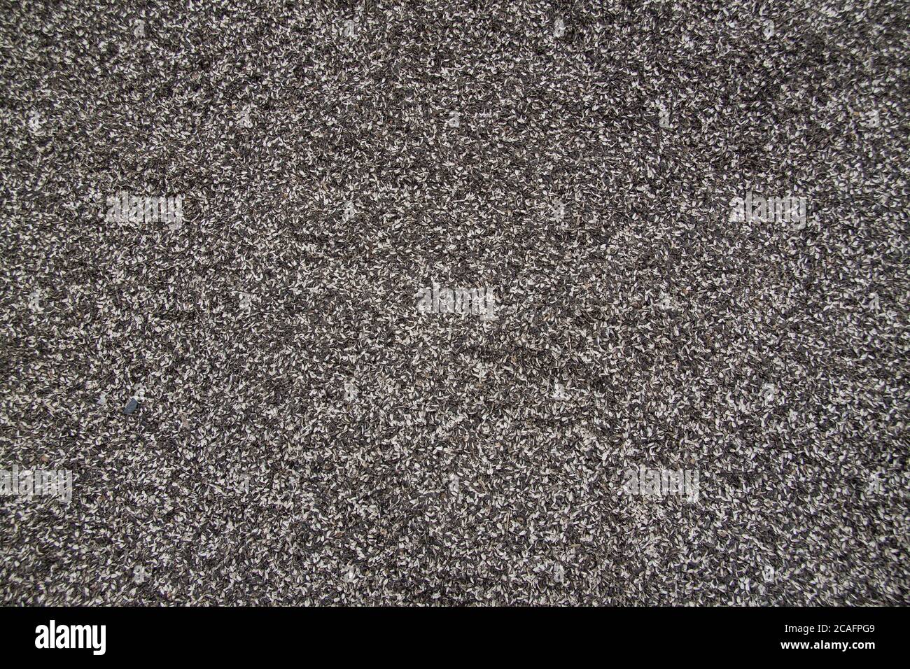 Sunflower shells hi-res stock photography and images - Alamy