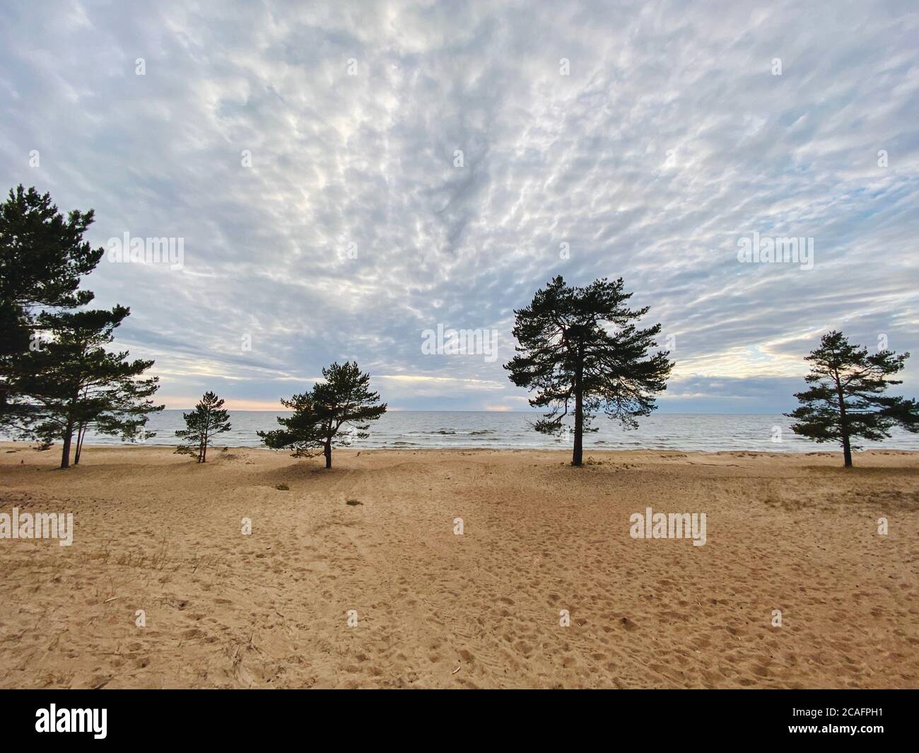Pine trees and sunset hi-res stock photography and images - Alamy