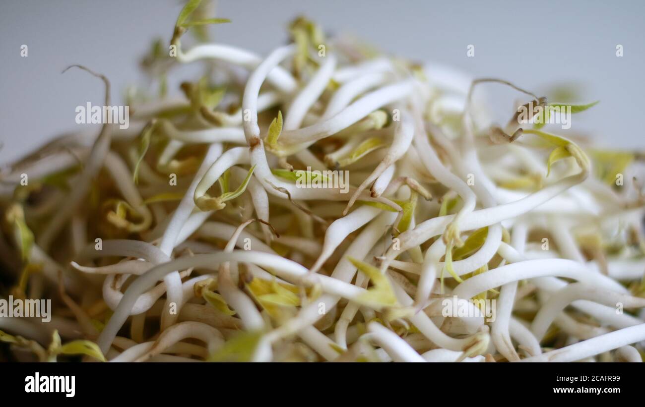 Mung bean sprouts or tauge on white background Stock Photo - Alamy