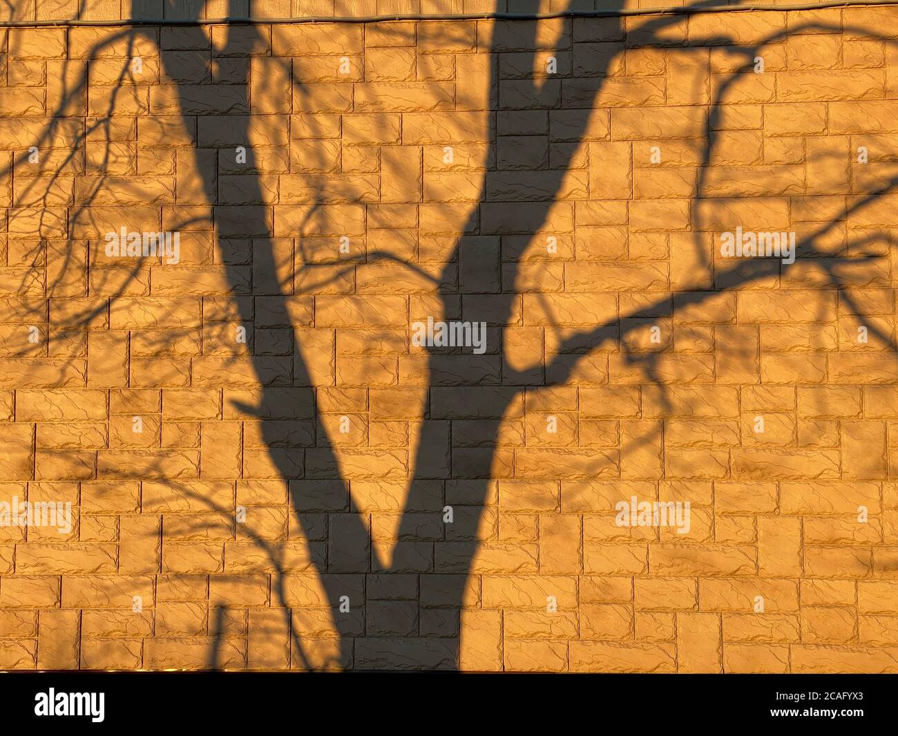 Modern facade tree hi-res stock photography and images - Alamy